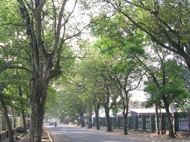 WISATA JALAN- JALAN KE NEGARA JIRAN: Pokok di tepi jalan
